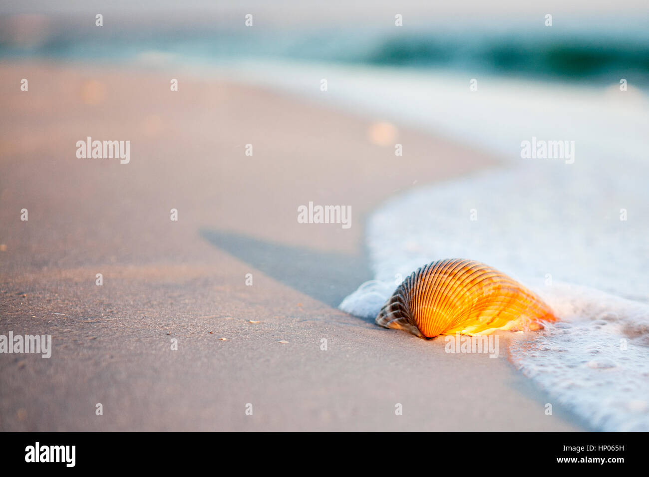 Cockle Shell High Resolution Stock Photography and Images - Alamy