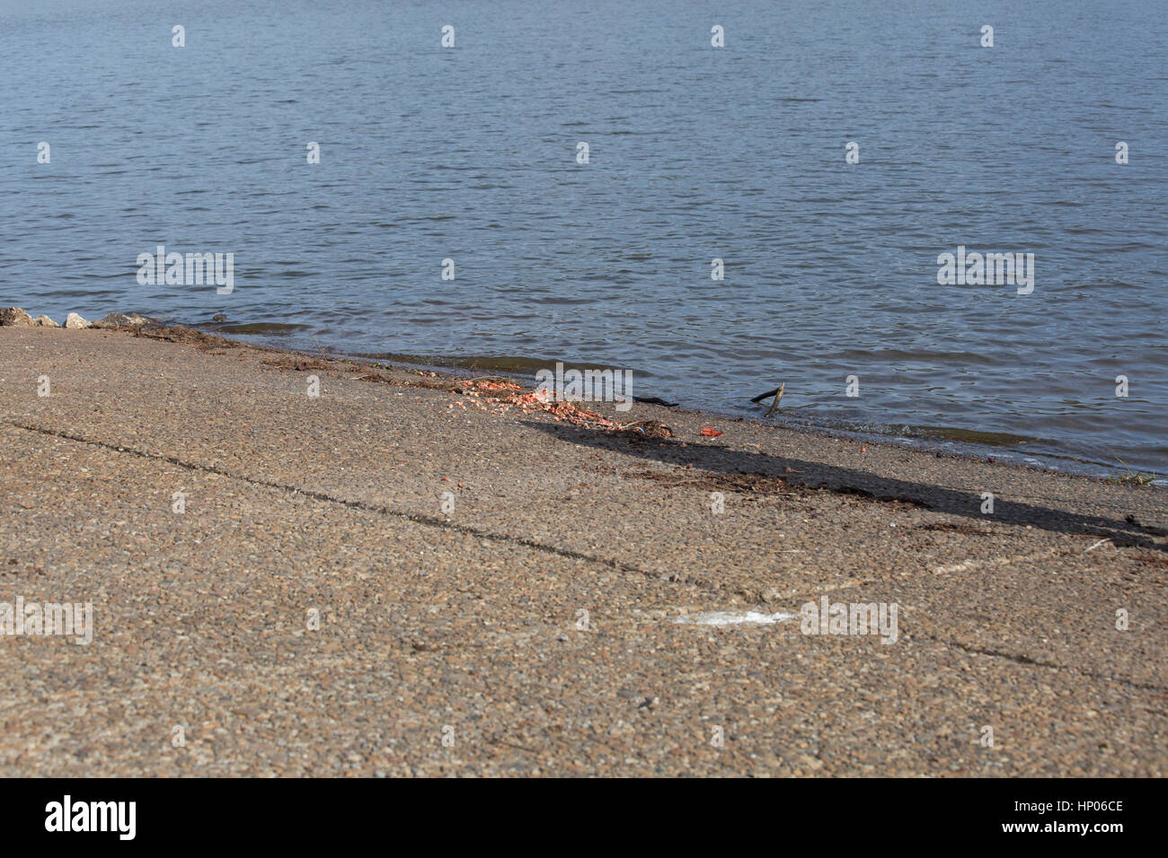 Discarded crawfish shells on a lake boat ramp Stock Photo - Alamy