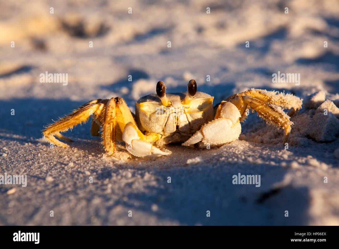 Crab beach panama hi-res stock photography and images - Alamy