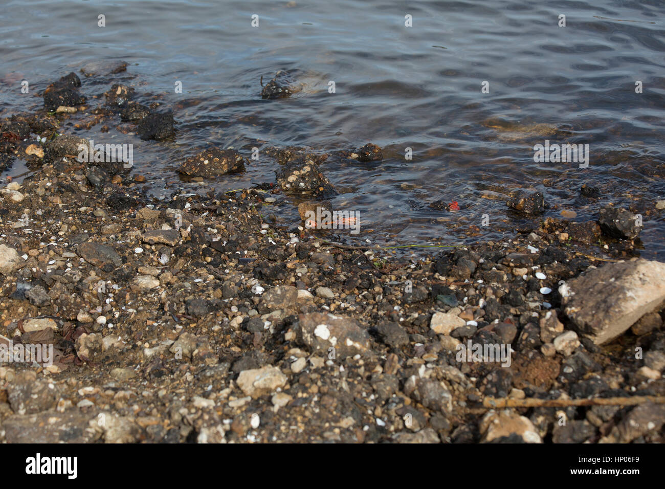 Close up of crawfish shells washing up on a lake shore Stock Photo - Alamy