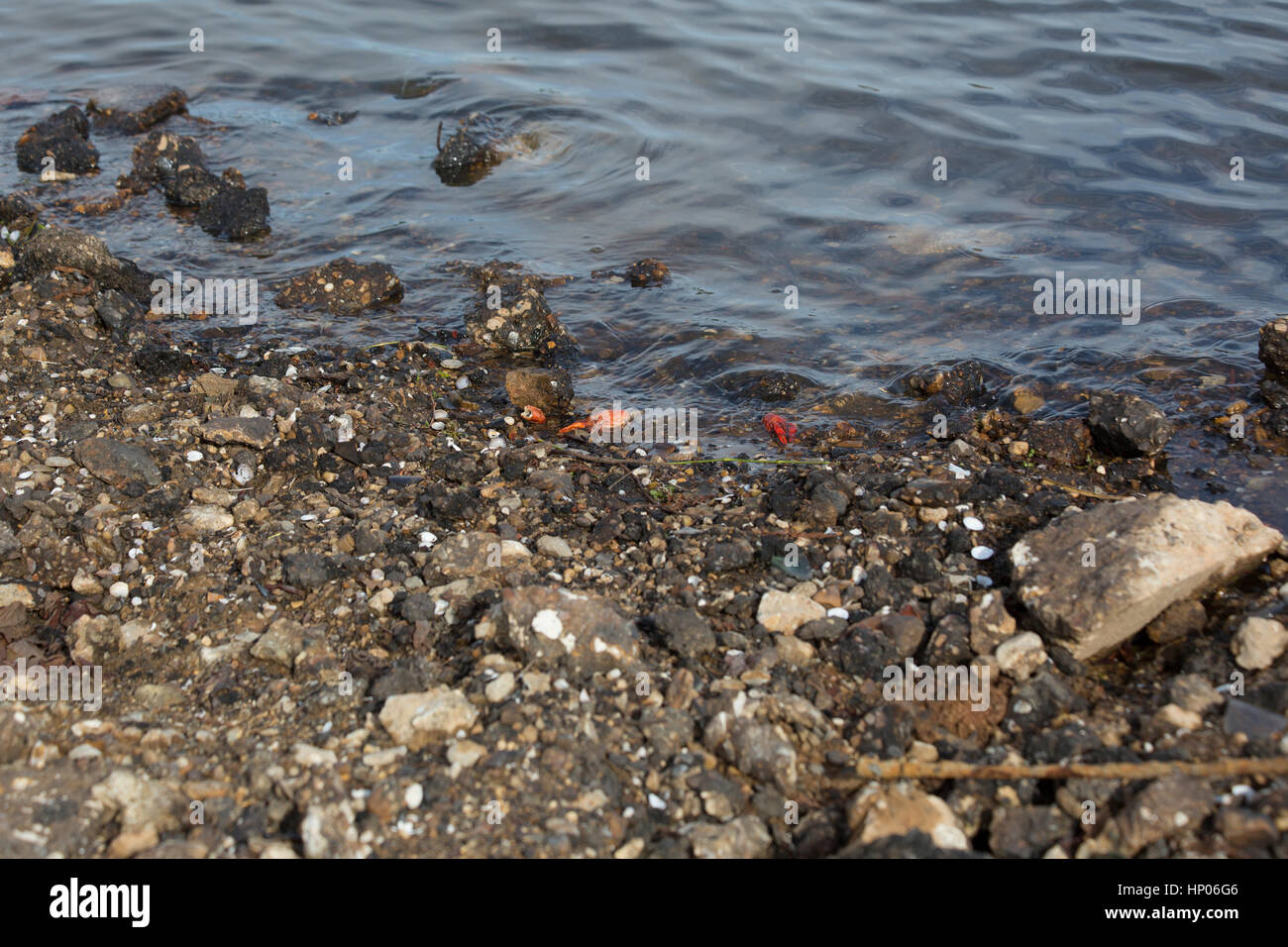 Close up of crawfish shells washing up on a lake shore Stock Photo - Alamy