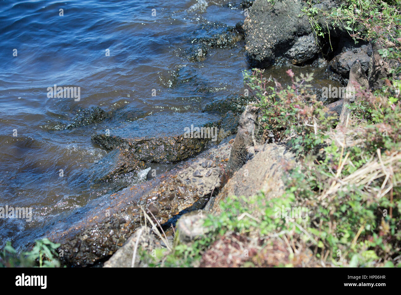 Close up of waves hitting asphalt on a lake shore Stock Photo - Alamy