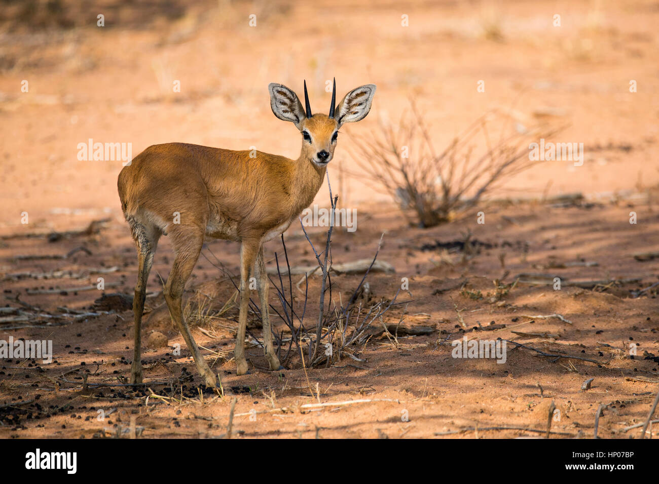 Steinbuck, Steenbok, Raphicerus campestris, Okonjima Reserve, Namibia ...