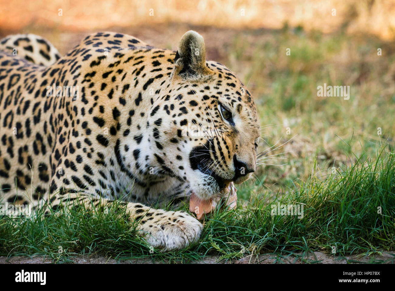 Panthera pardus africa spots hi-res stock photography and images - Alamy