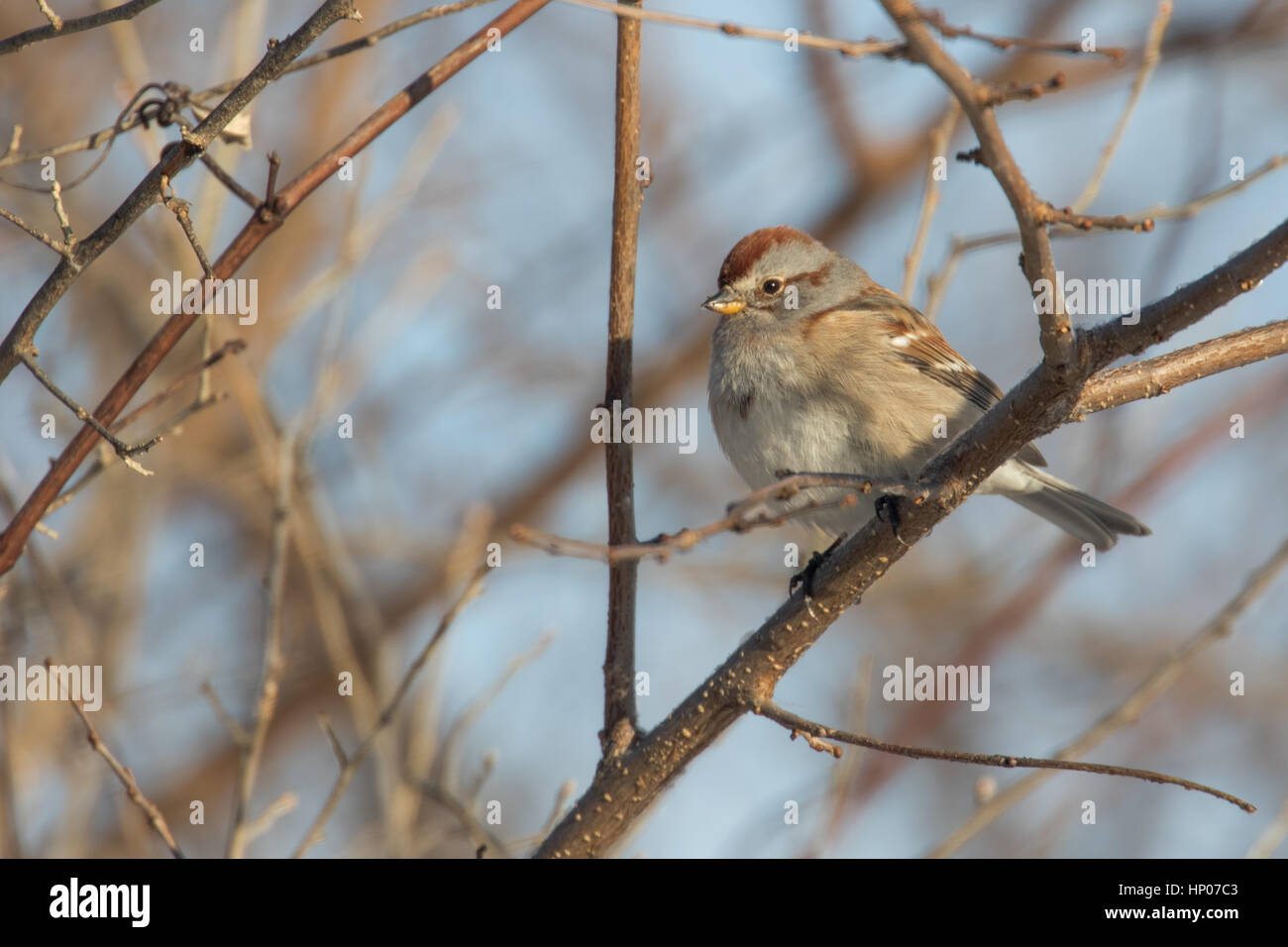Sparrow wildlife bird hi-res stock photography and images - Alamy
