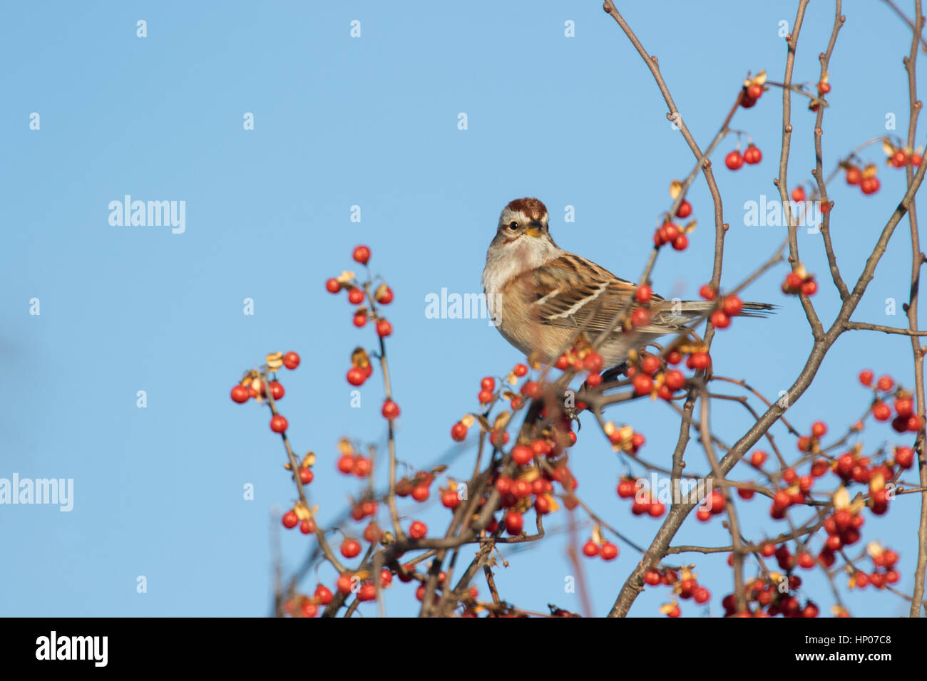 American Tree Sparrow Stock Photo - Alamy