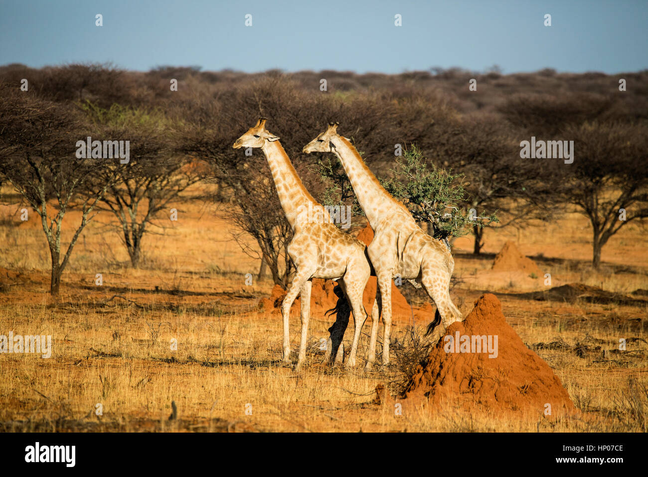 Angolan Giraffe, or Namibian Giraffe, Giraffa giraffa angolensis ...