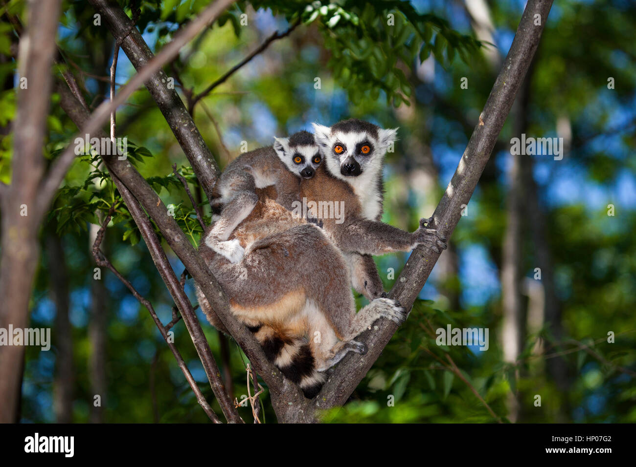 Ring-tailed Lemur with young, Lemur catta, Anja Reserve, Central ...