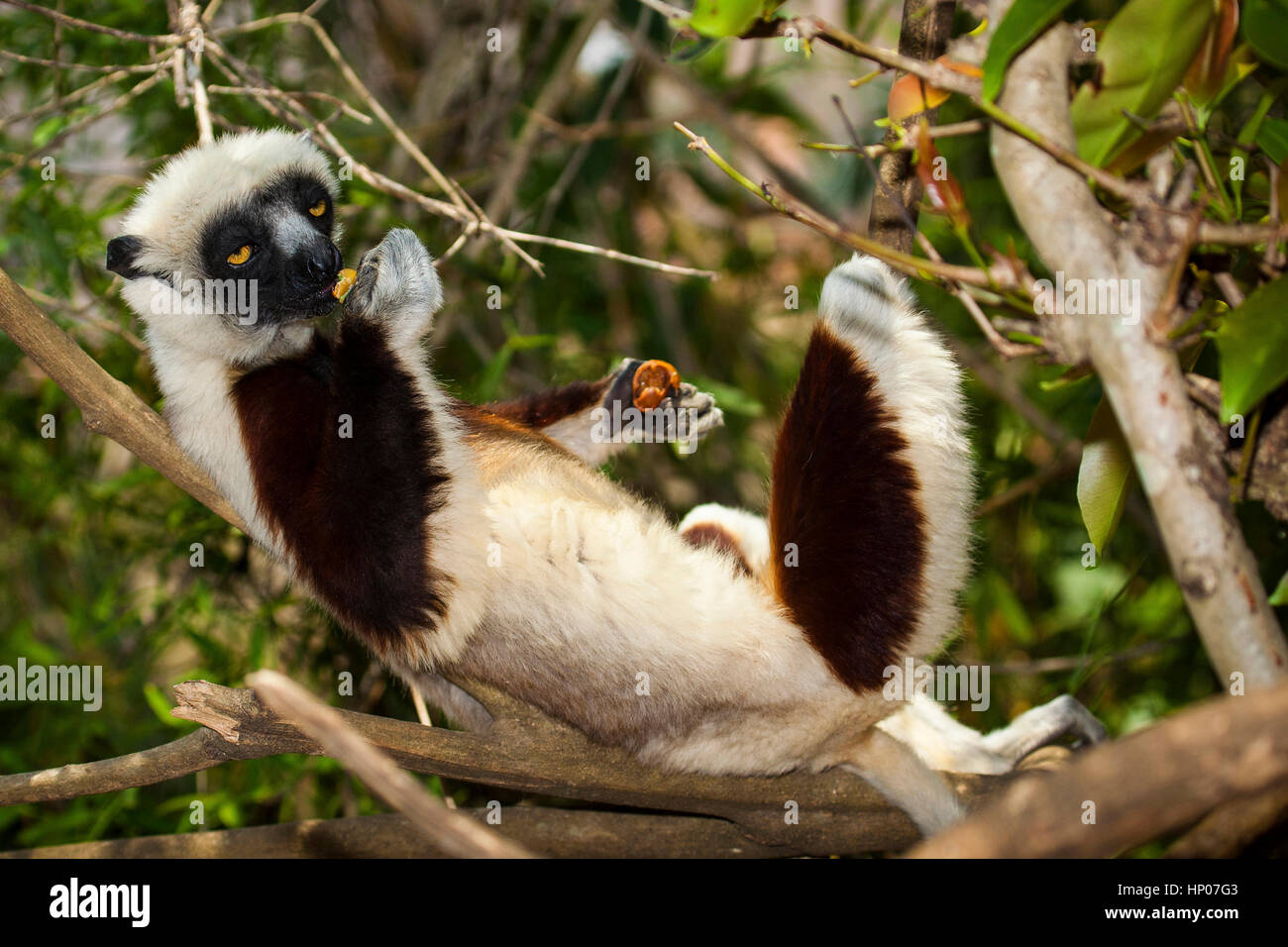 Lemur's park madagascar hi-res stock photography and images - Alamy