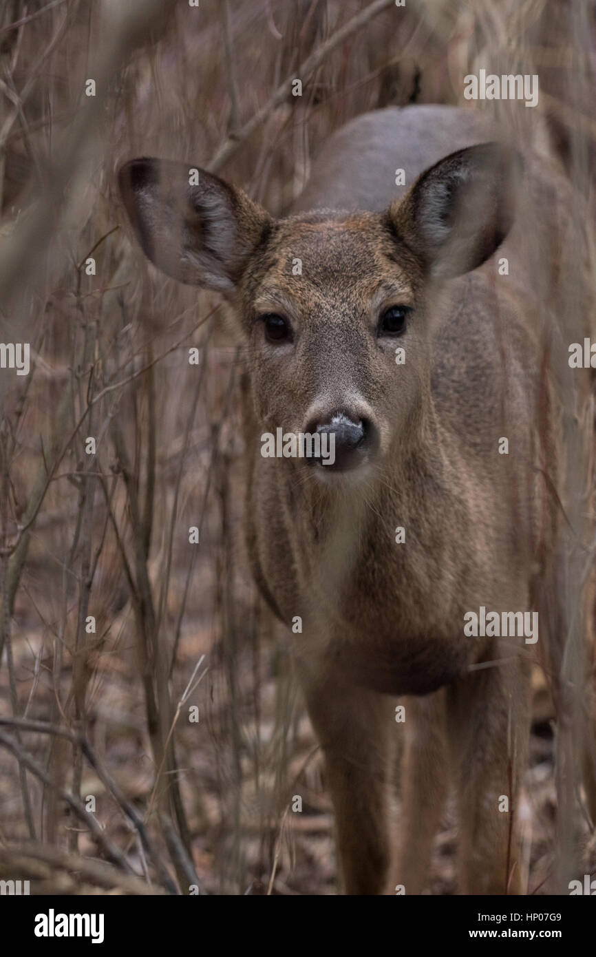 Whitetail Deer Doe High Resolution Stock Photography and Images - Alamy