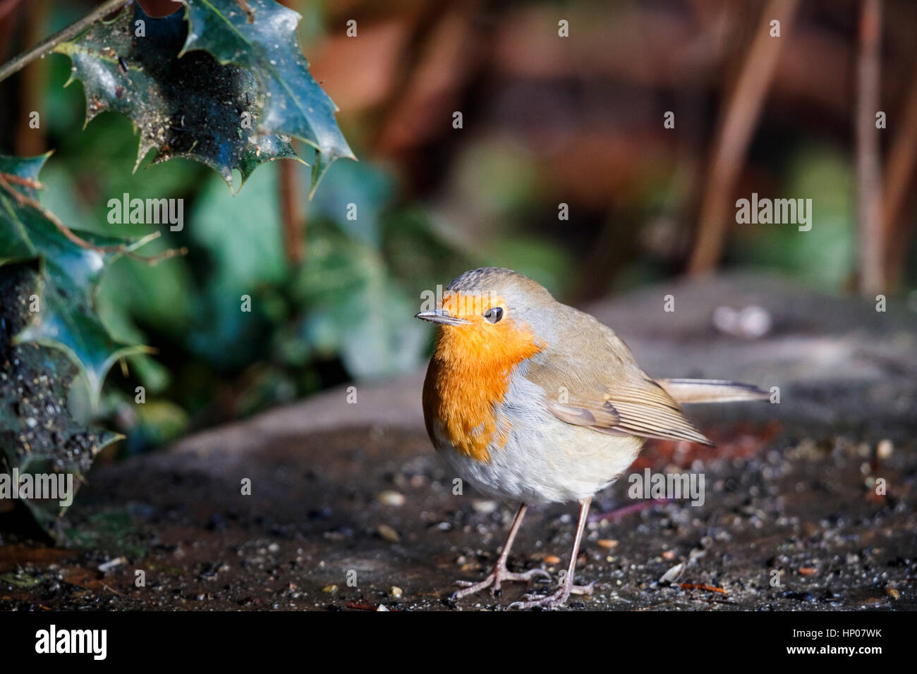 Robin looking up hi-res stock photography and images - Alamy