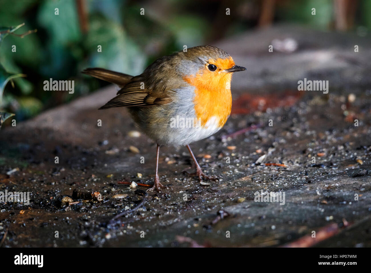 A robin looking up hi-res stock photography and images - Alamy