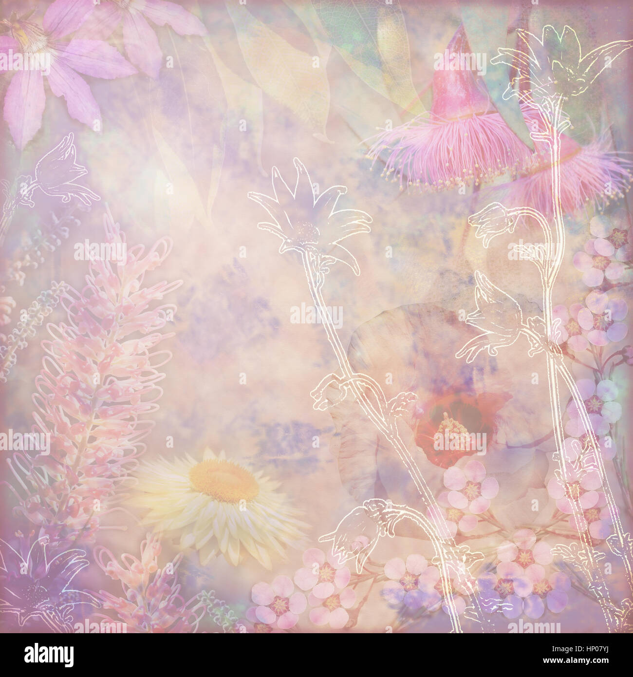 Australian native flowers wallpaper hi-res stock photography and images ...