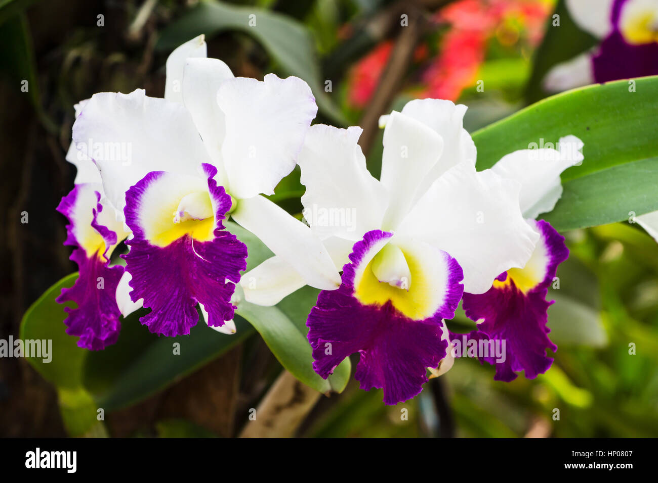 Cattleya Pink High Resolution Stock Photography and Images - Alamy