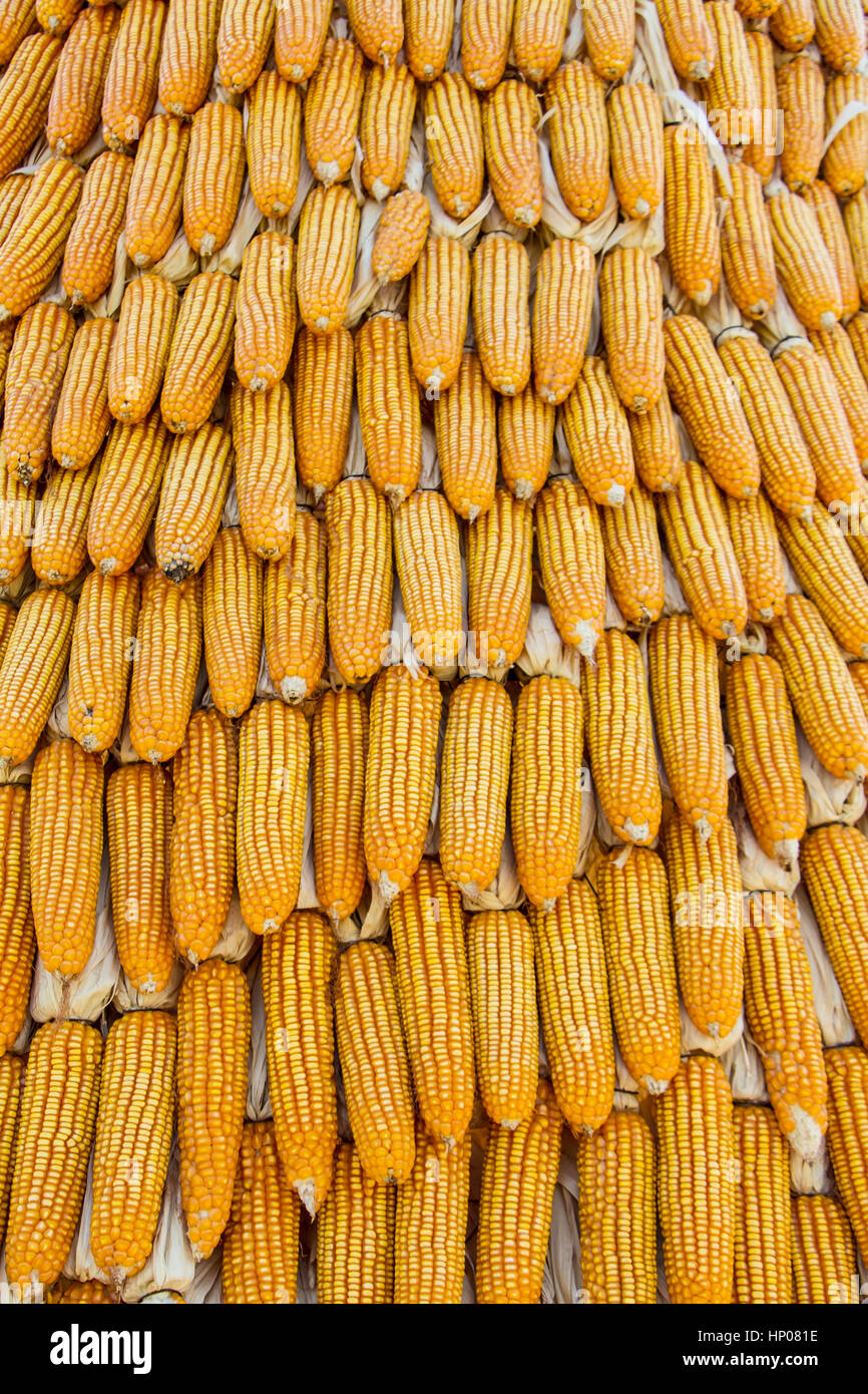 Dying corn plant hi-res stock photography and images - Alamy