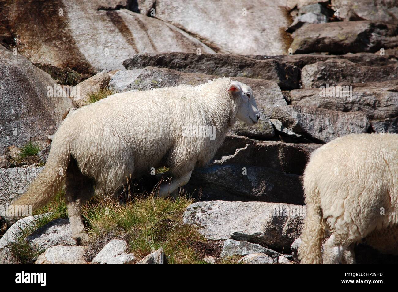 Sheep tails hi-res stock photography and images - Alamy