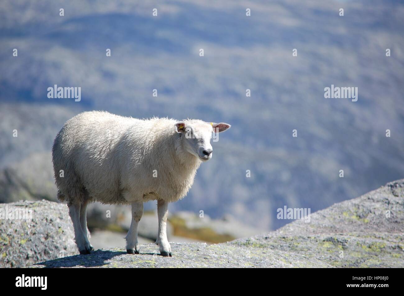 Roaming farm animals hi-res stock photography and images - Alamy