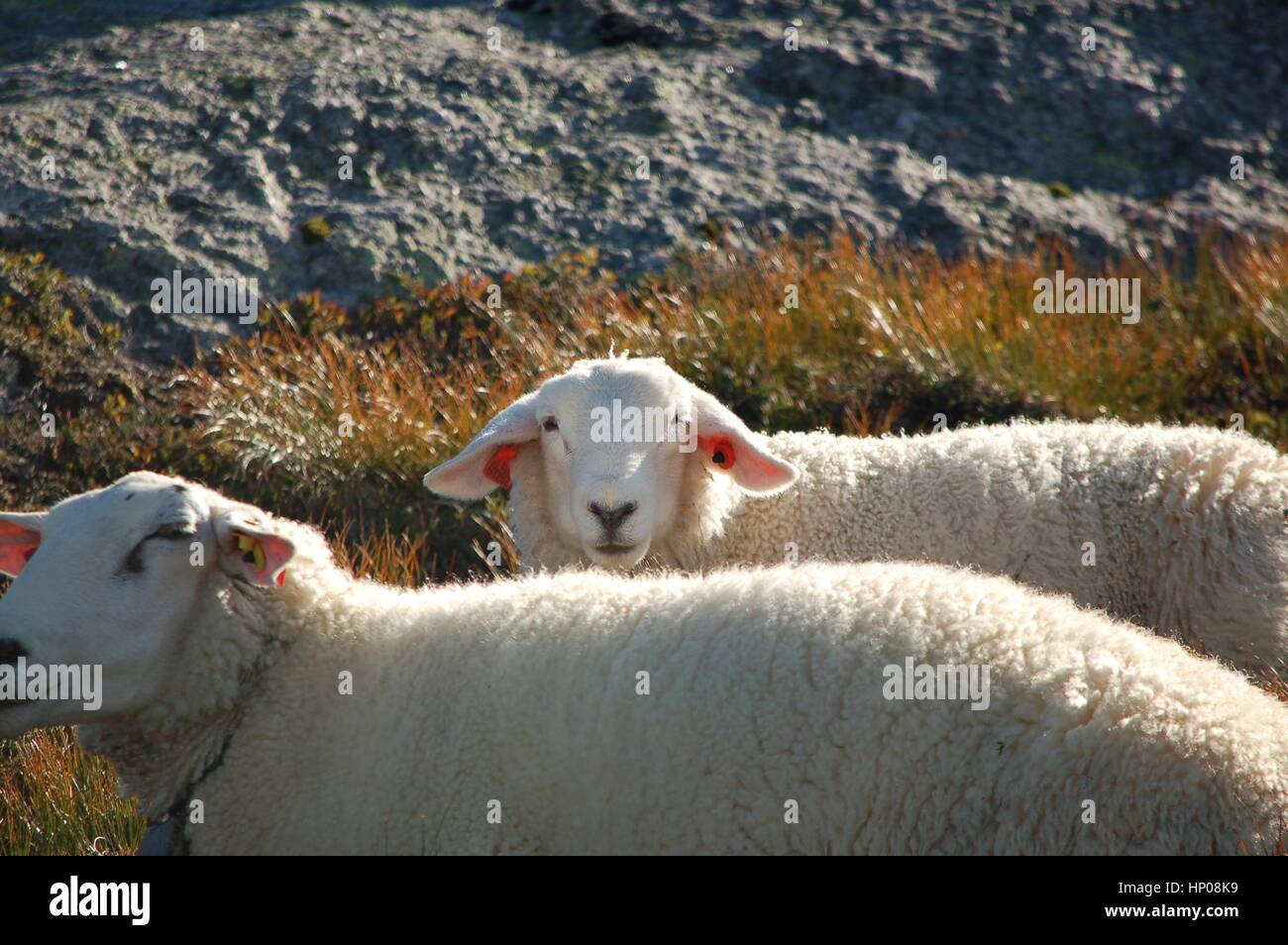 Roaming farm animals hi-res stock photography and images - Alamy
