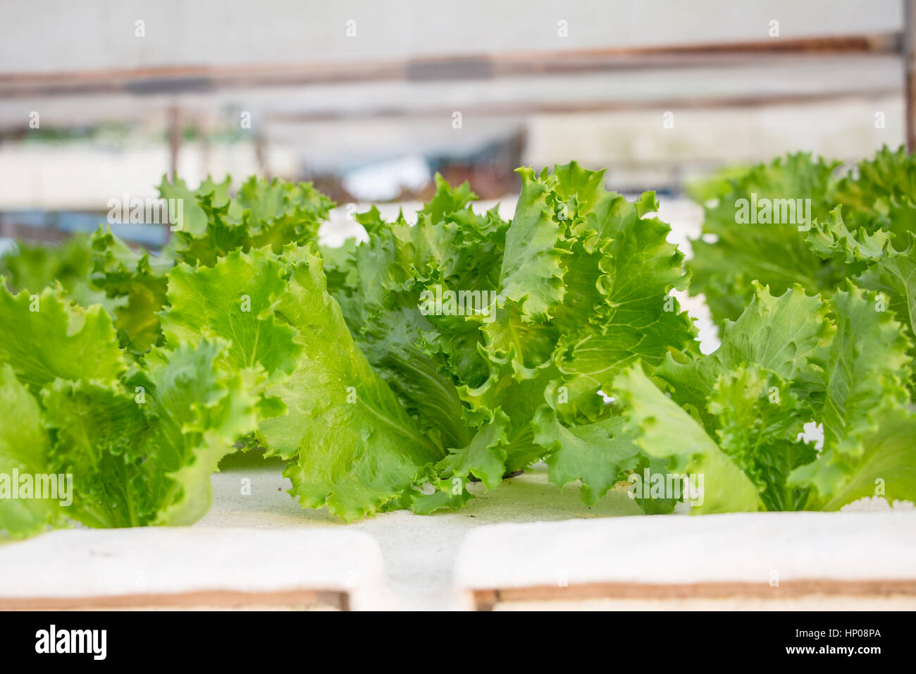 Green Oak Lettuce vegetable farm Stock Photo - Alamy
