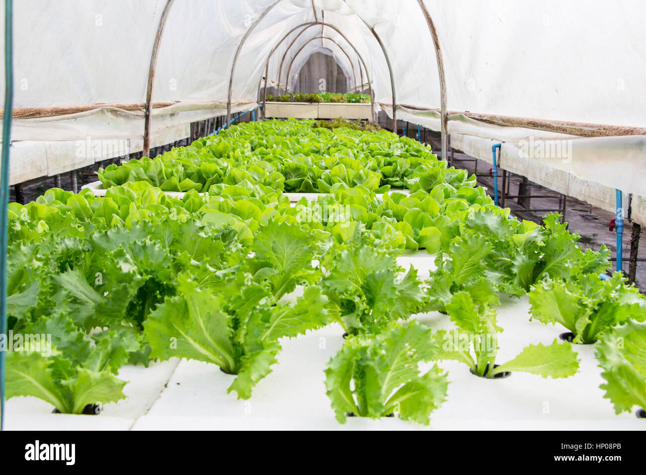 Green Oak Lettuce vegetable farm Stock Photo - Alamy
