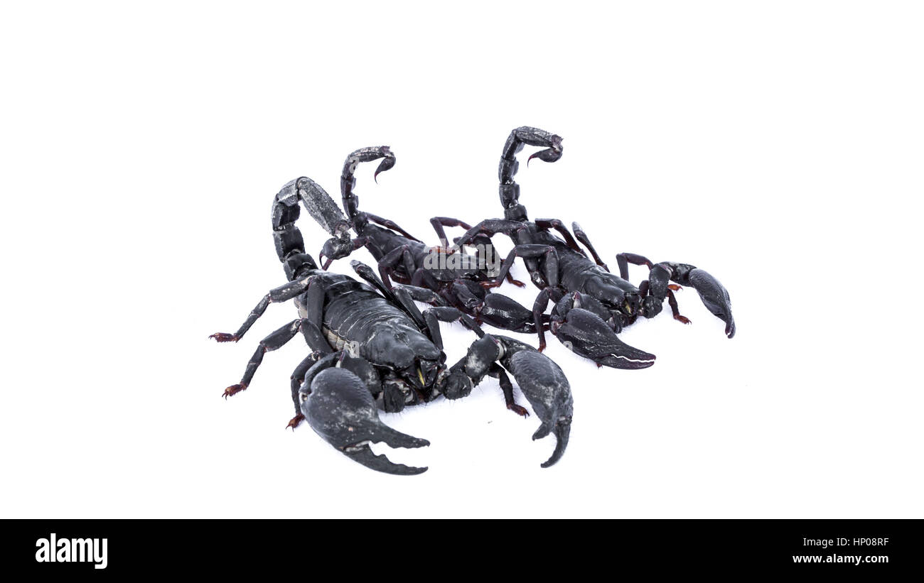 Scorpion fight hi-res stock photography and images - Alamy
