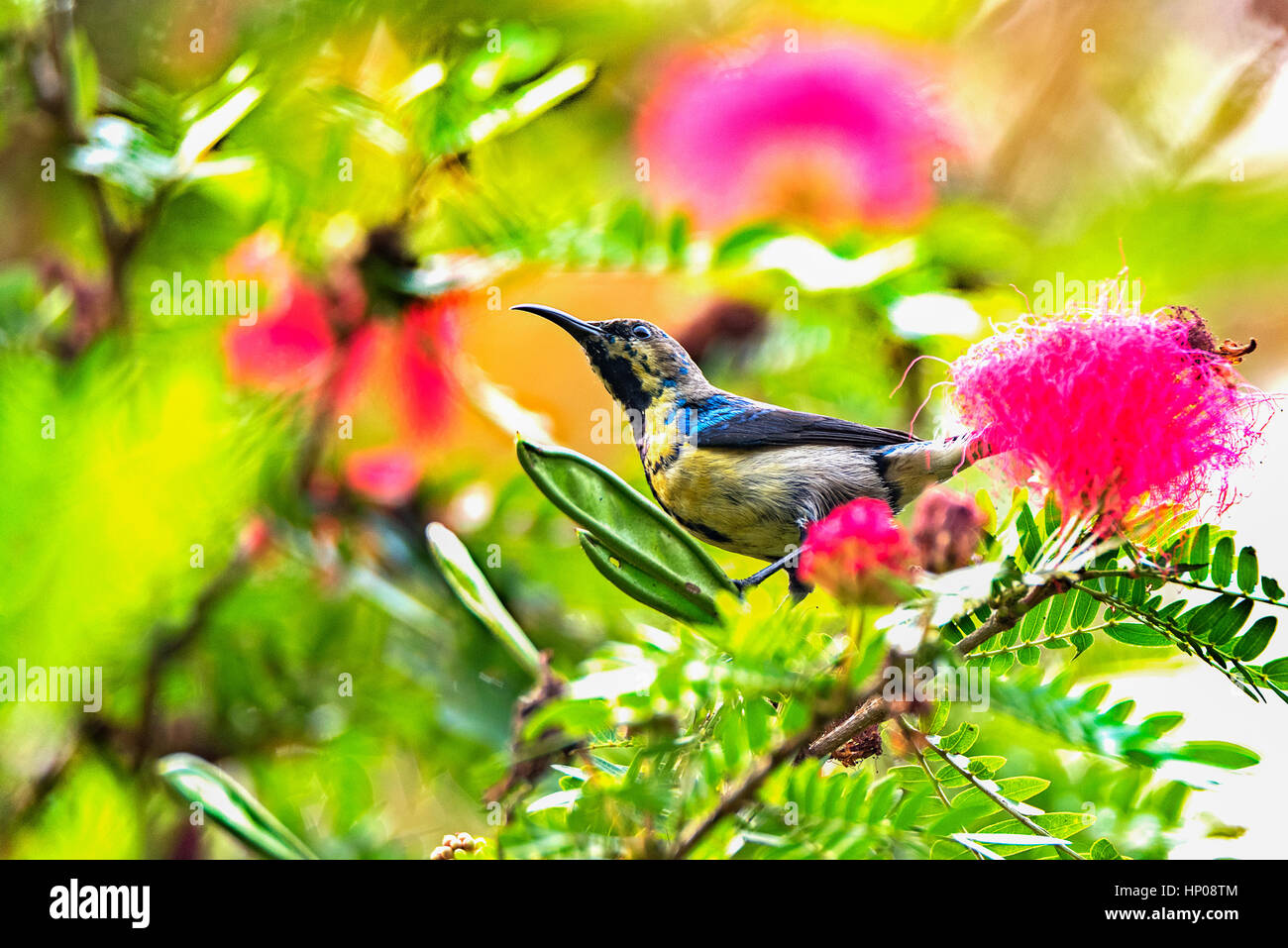 Female purple sunbird Stock Photo - Alamy