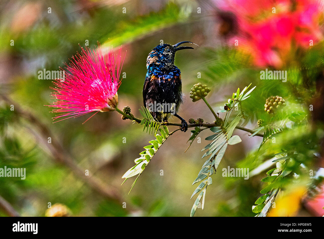 Sunbird colors hi-res stock photography and images - Alamy
