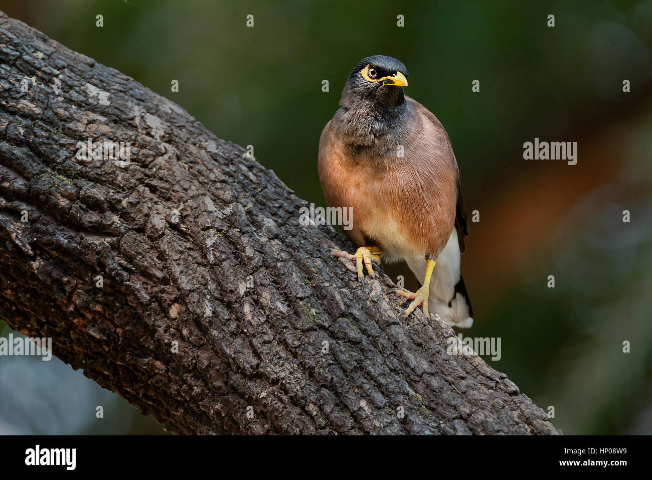 Myna habitat hi-res stock photography and images - Alamy