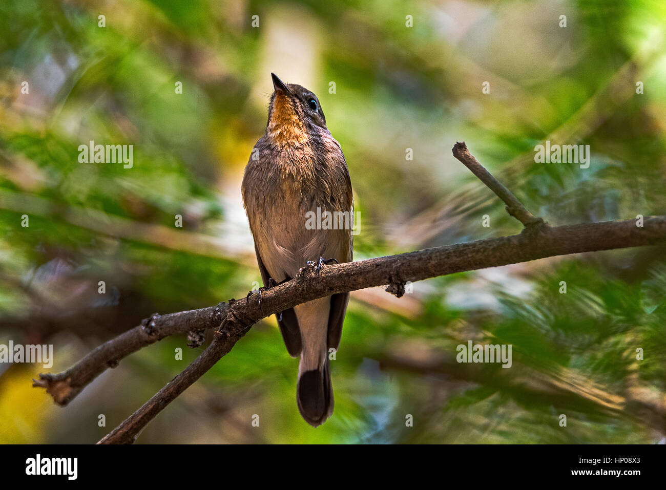 A red breasted flycatcher Stock Photo - Alamy