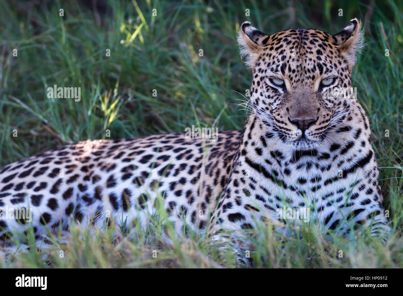 Leopardess hi-res stock photography and images - Alamy