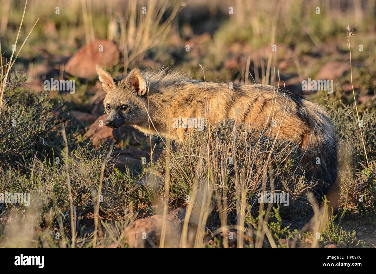 Aardwolf grass hi-res stock photography and images - Alamy