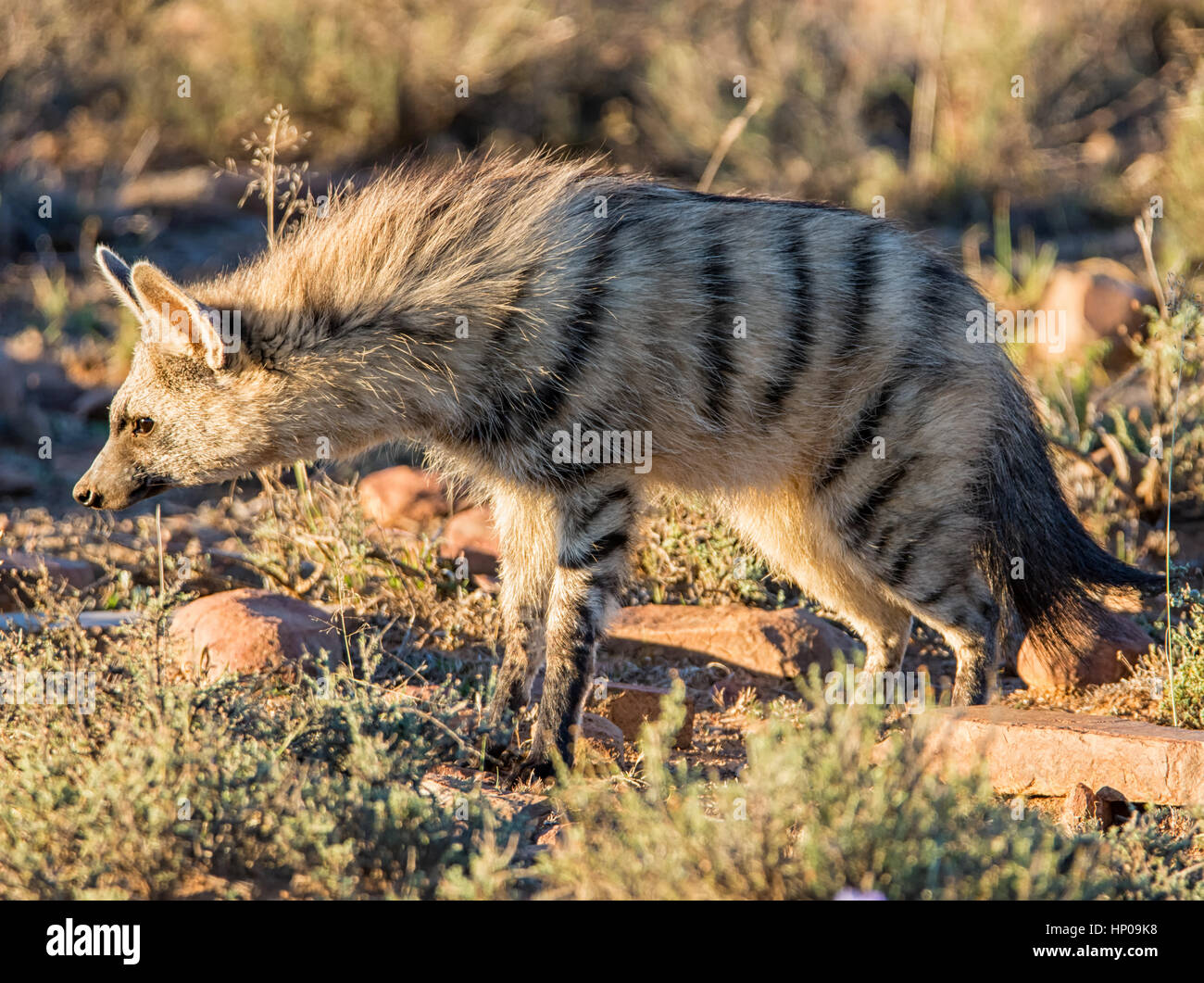 Aardwolf grass hi-res stock photography and images - Alamy