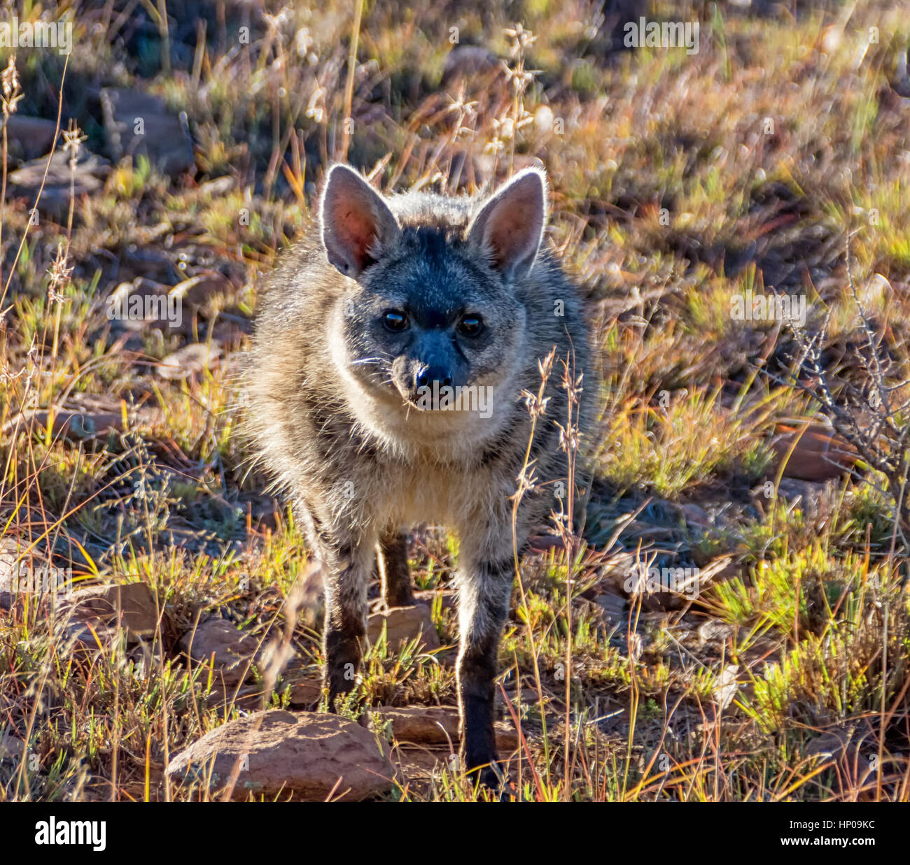 Closeup of an Aardwolf foraging in Southern African savanna at dusk ...