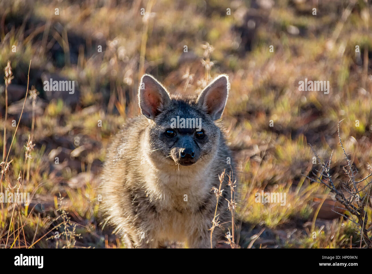 Closeup of an Aardwolf foraging in Southern African savanna at dusk ...