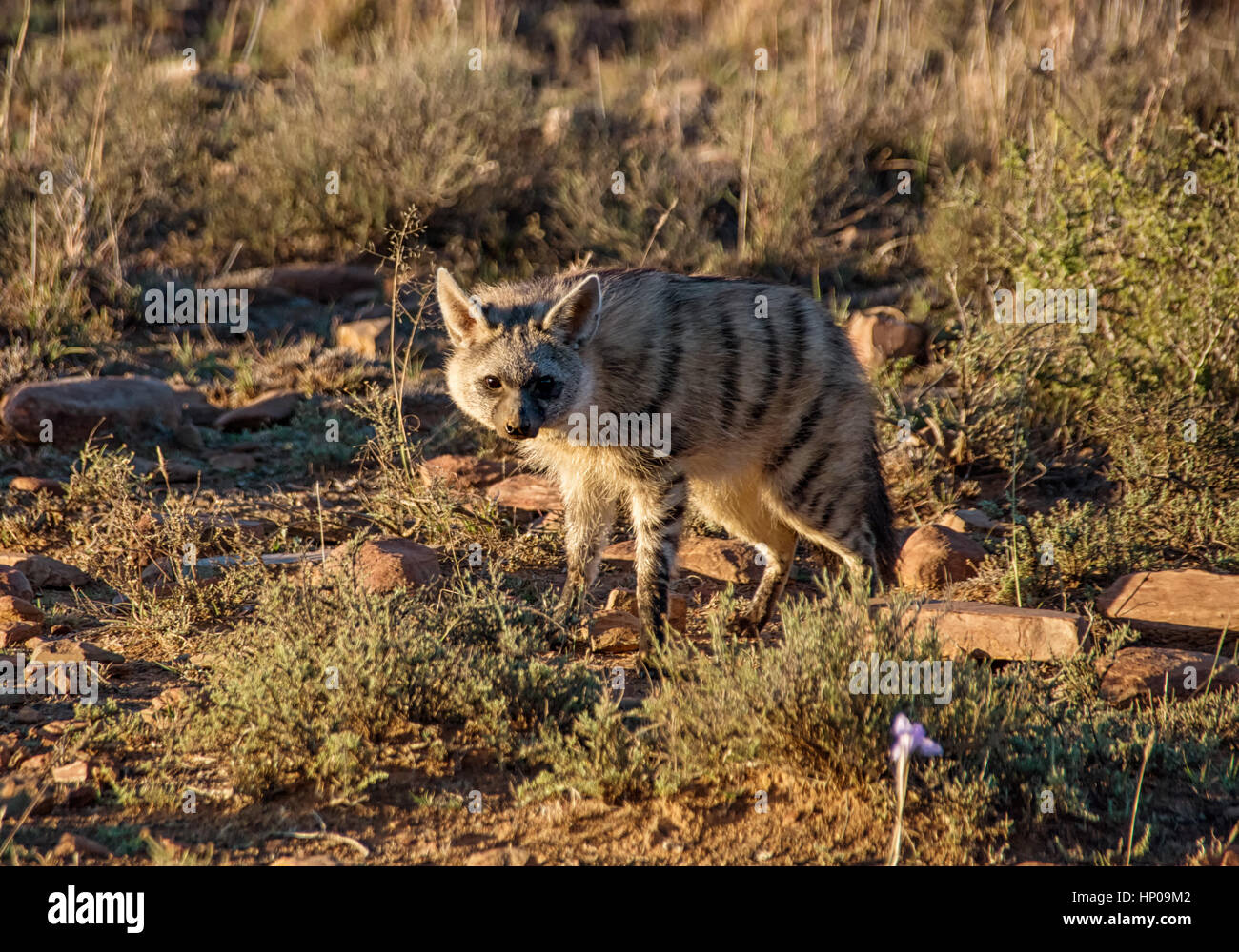 Closeup of an Aardwolf foraging in Southern African savanna at dusk ...