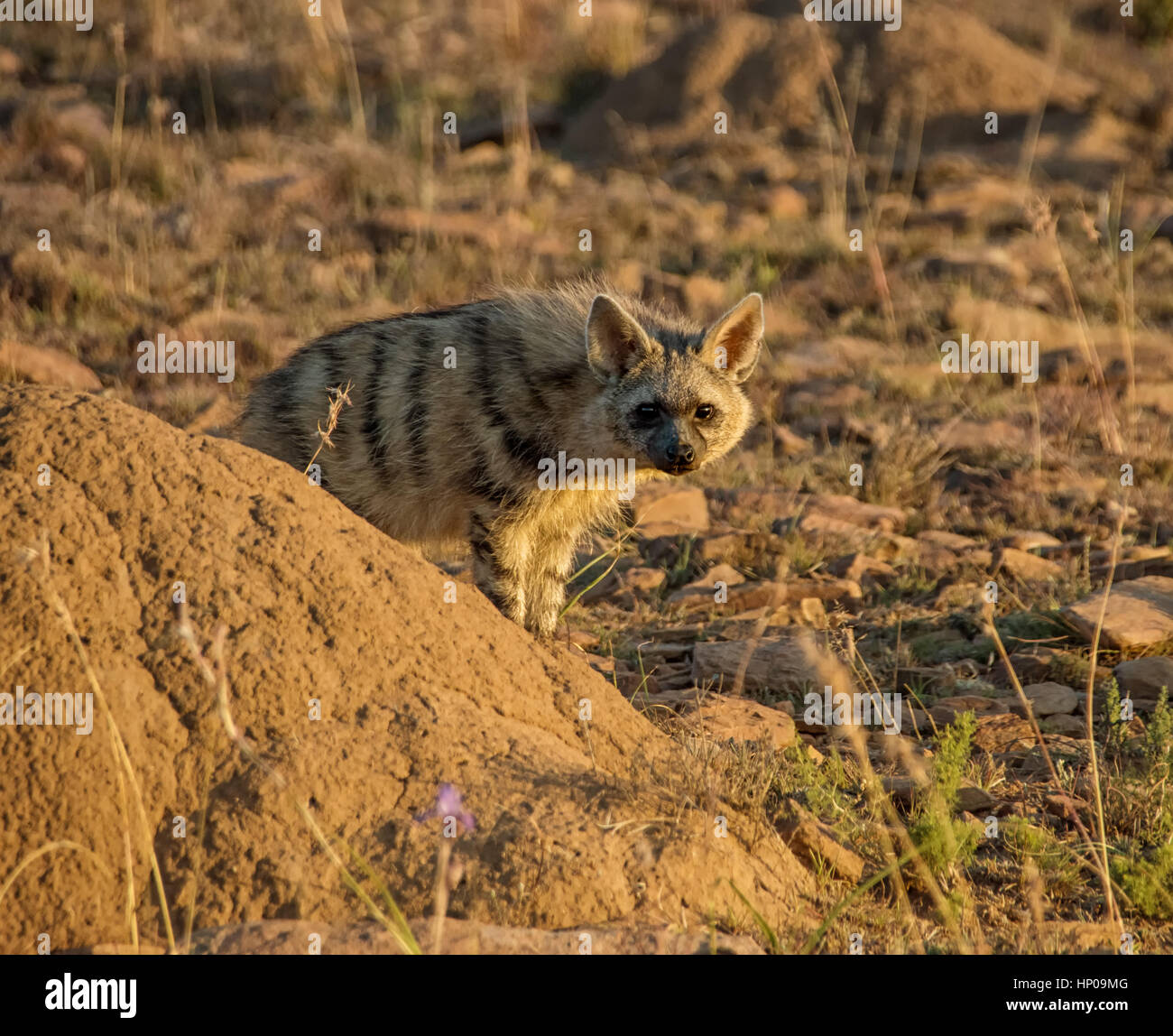 Closeup of an Aardwolf foraging in Southern African savanna at dusk ...