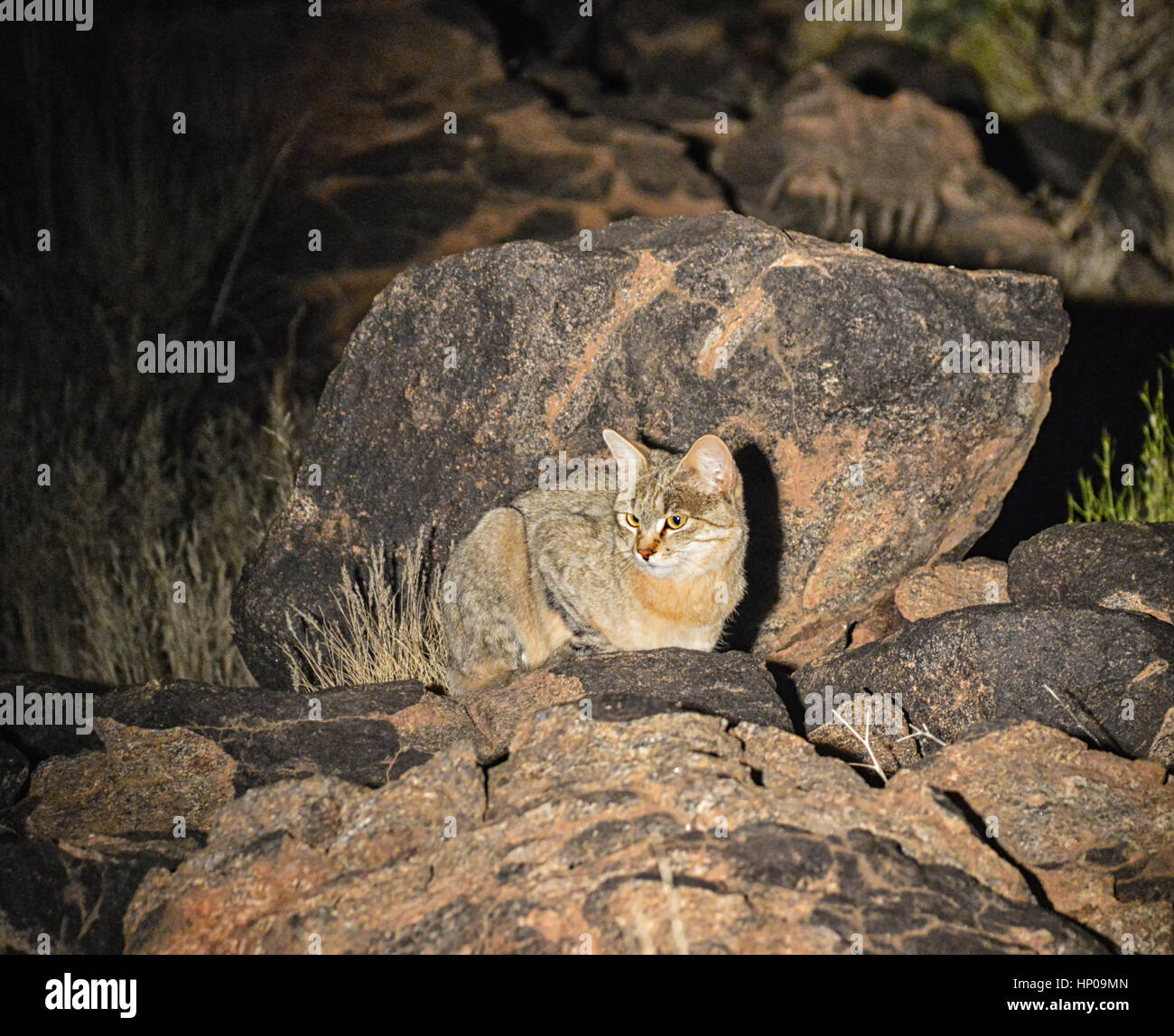 African wildcat hi-res stock photography and images - Alamy