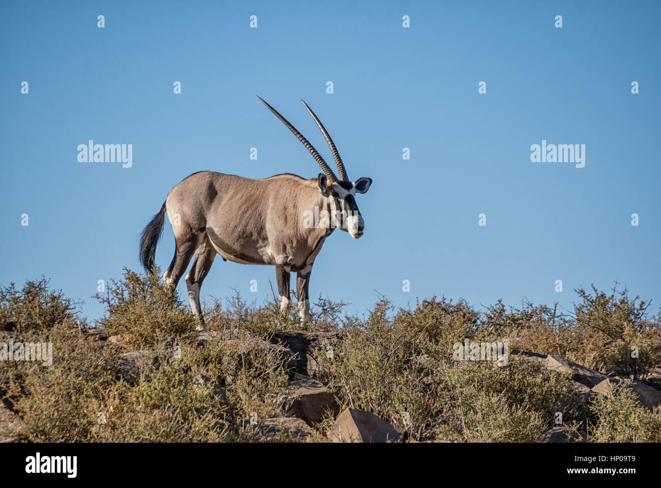 An adult Gemsbok antelope in Southern African savanna Stock Photo - Alamy