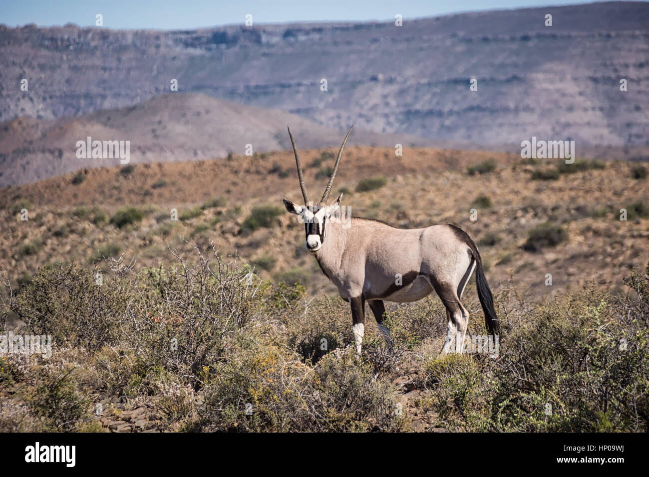 An adult Gemsbok antelope in Southern African savanna Stock Photo - Alamy