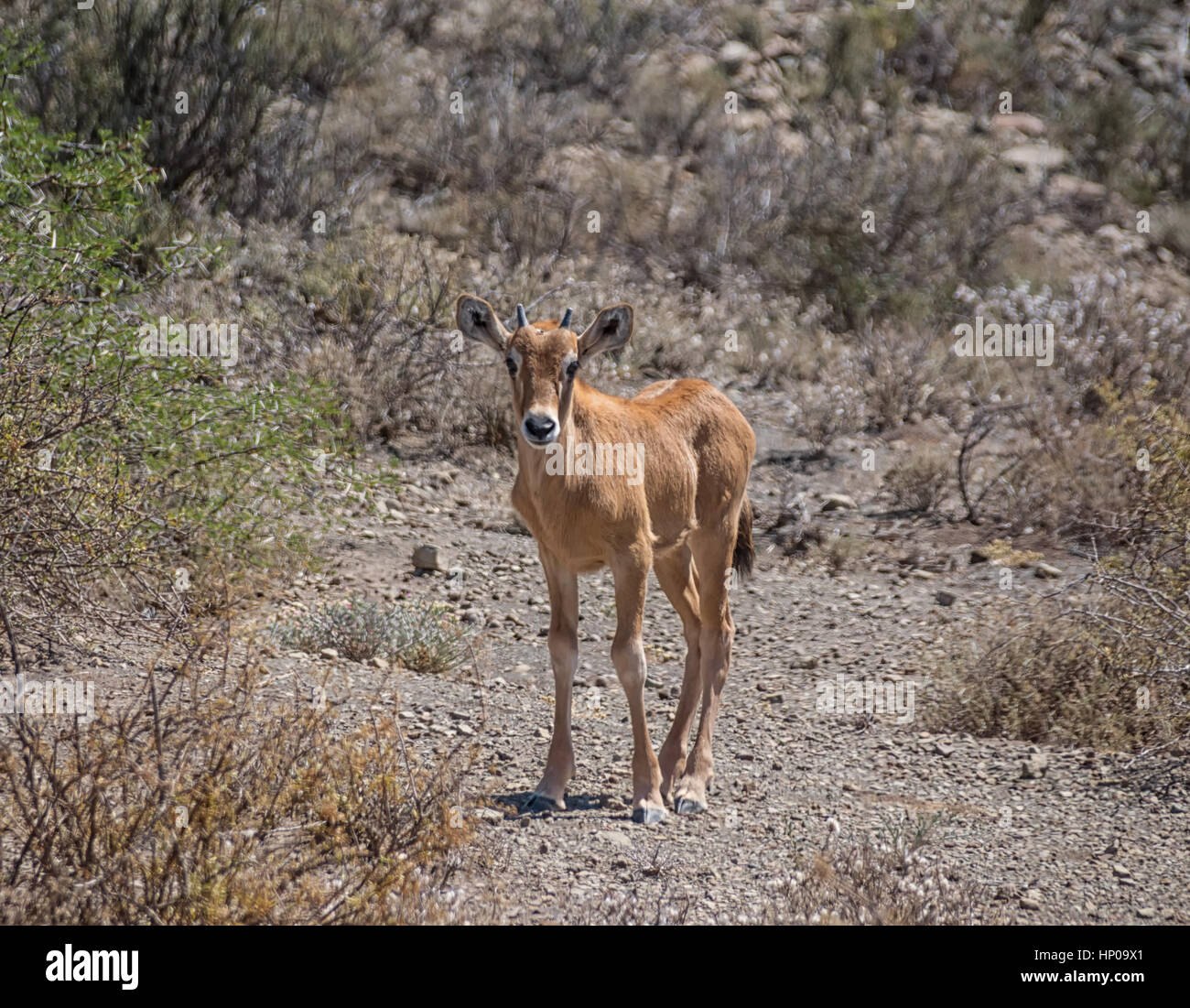 A baby Gemsbok antelope in Southern African savanna Stock Photo - Alamy