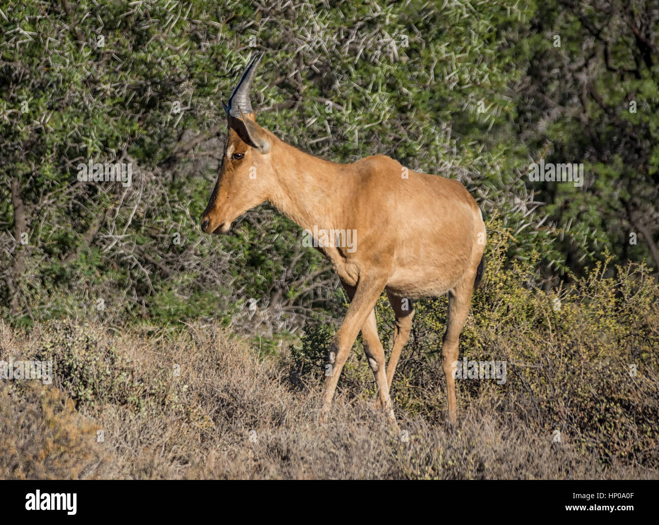 A juvenile Red Hartebeest antelope in Southern African savanna Stock ...
