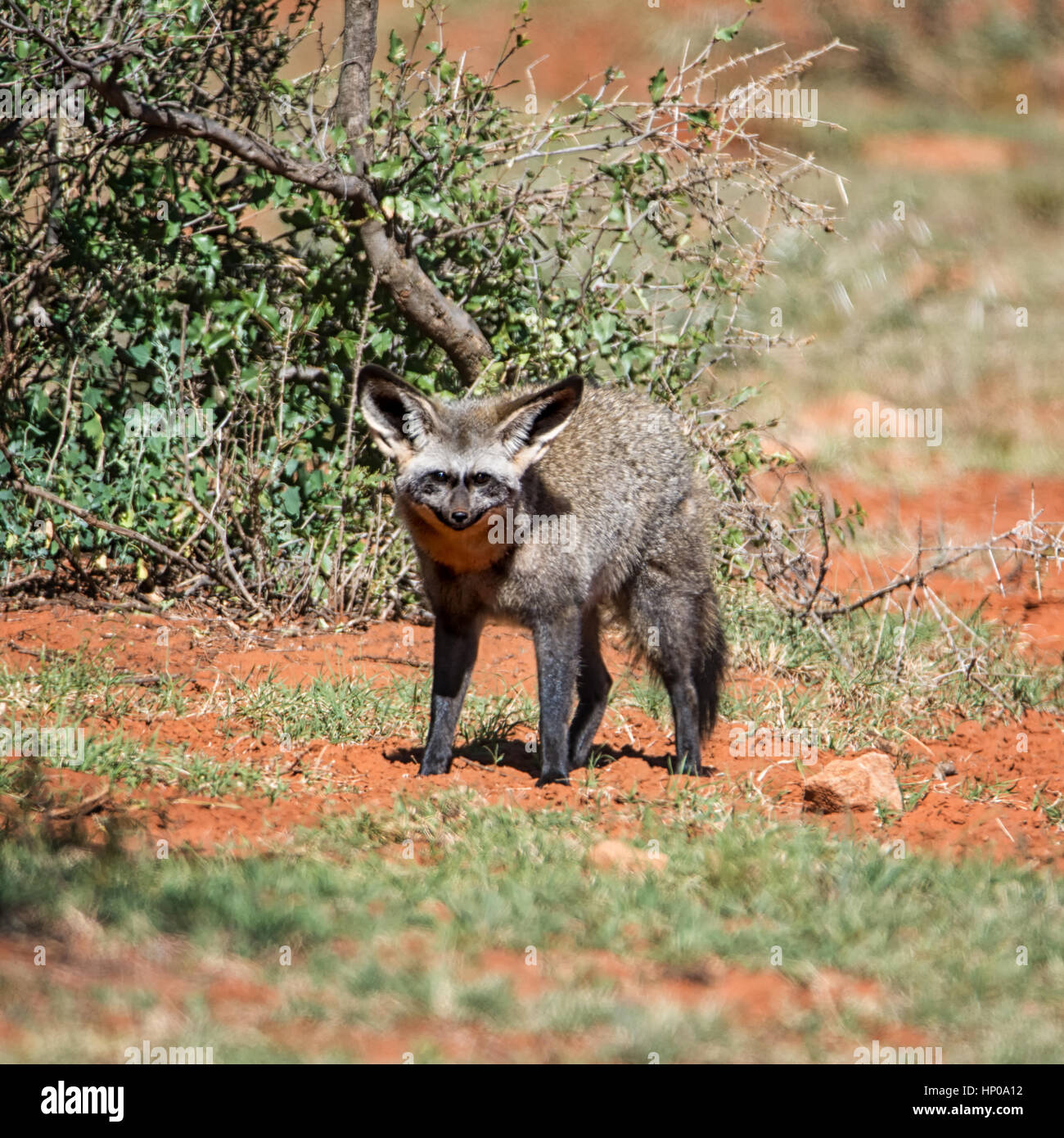 A closeup of a Bat-eared Fox in Southern African savanna Stock Photo ...