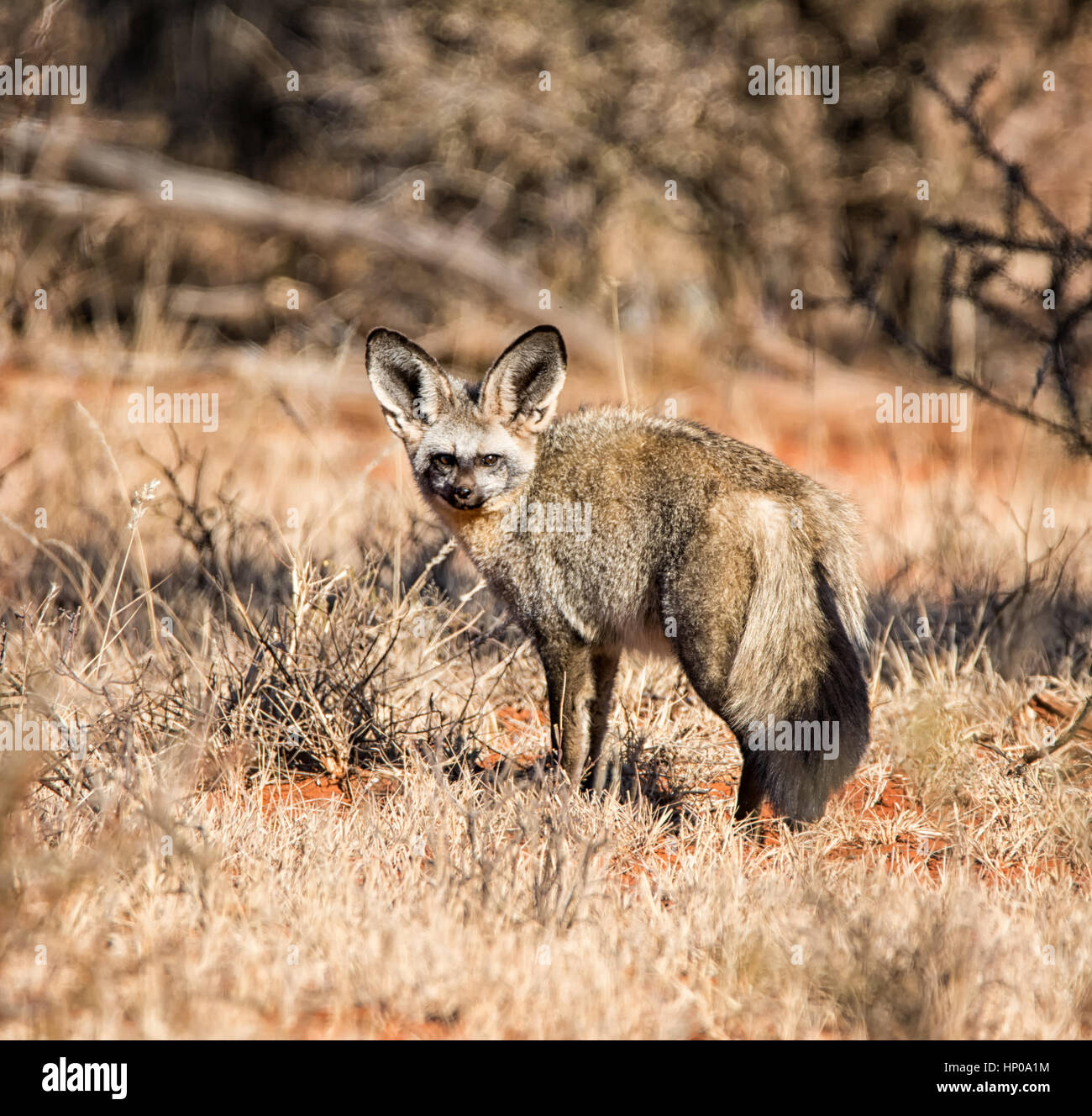 A closeup of a Bat-eared Fox in Southern African savanna Stock Photo ...