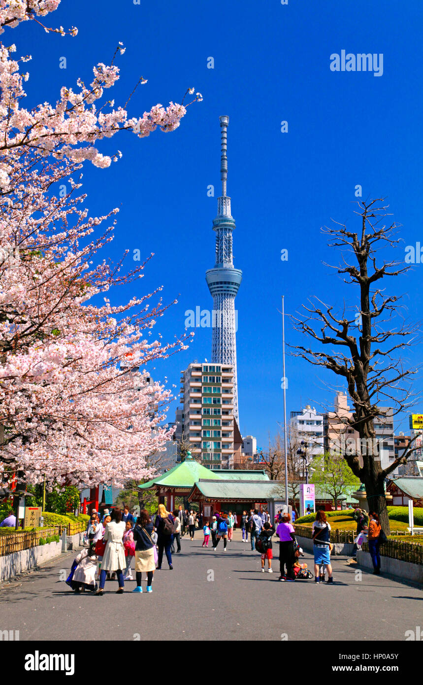 Cherry Blossoms and Tokyo Skytree Asakusa Tokyo Japan Stock Photo - Alamy
