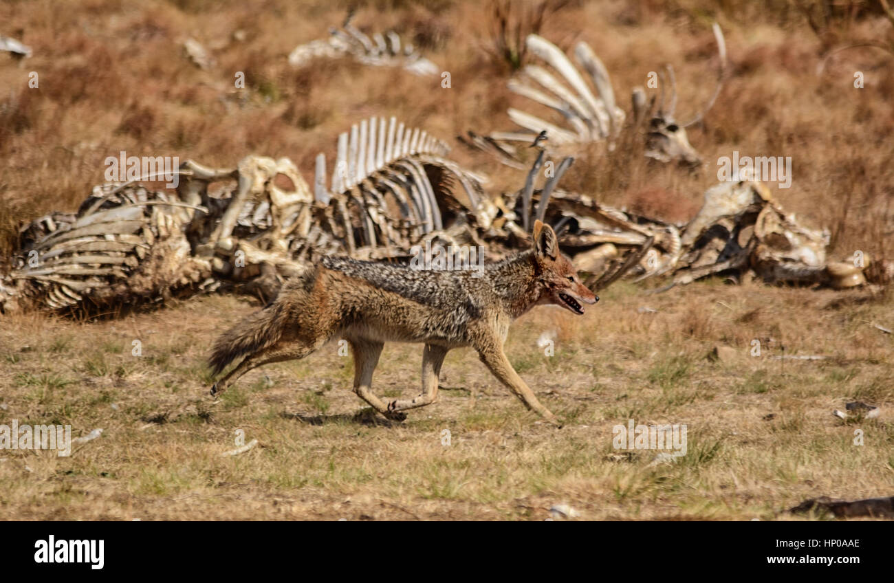 A Black-backed Jackal trotting past bones at a Vulture restaurant in ...