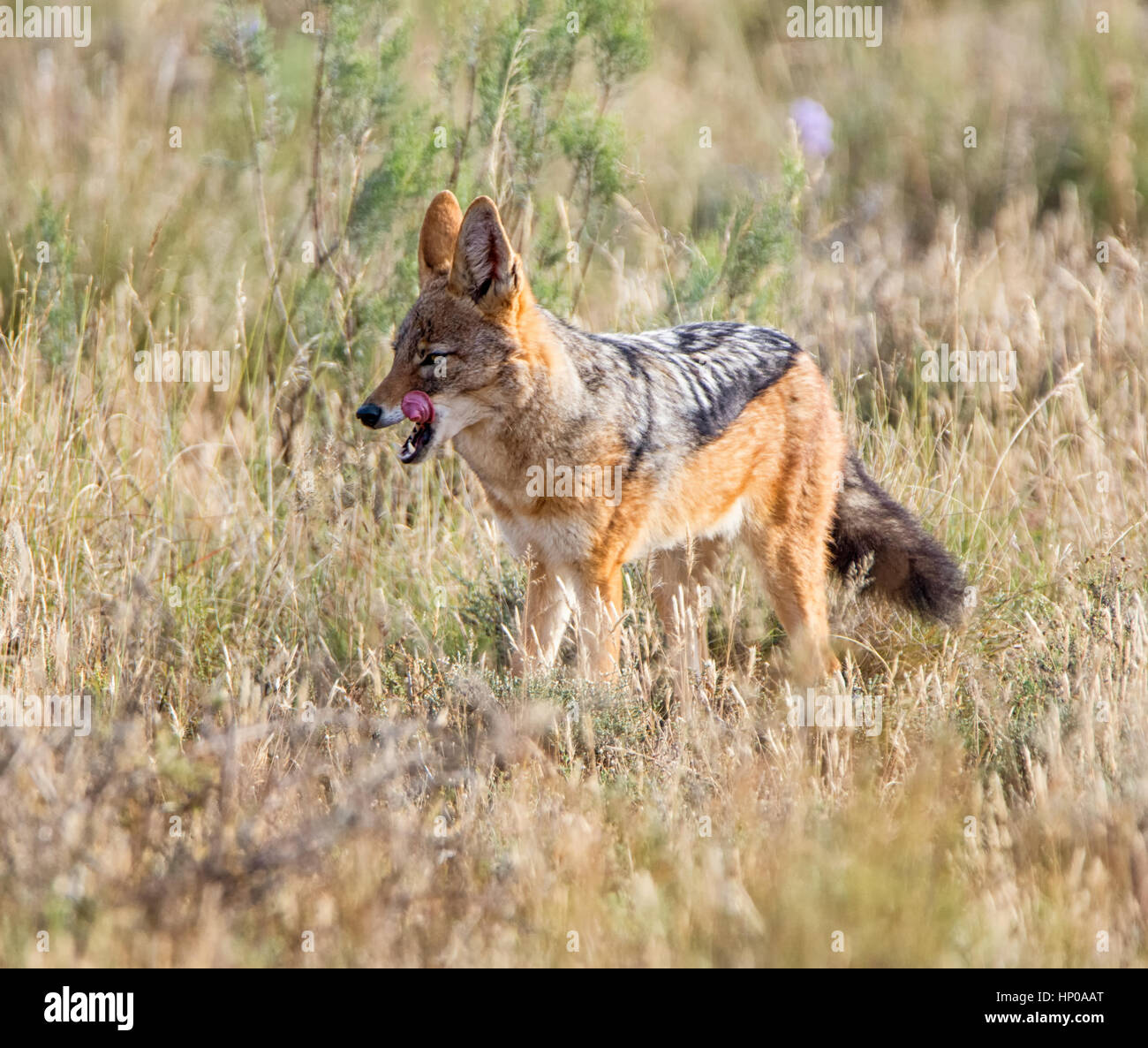 A Black-backed Jackal standing in grass in Southern African savanna ...