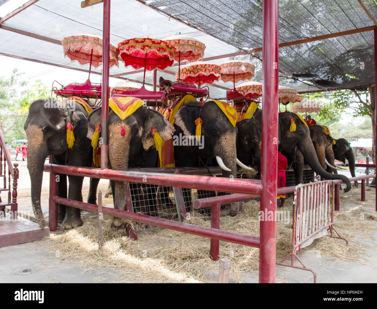 Ayutthaya elephant palace hi-res stock photography and images - Alamy
