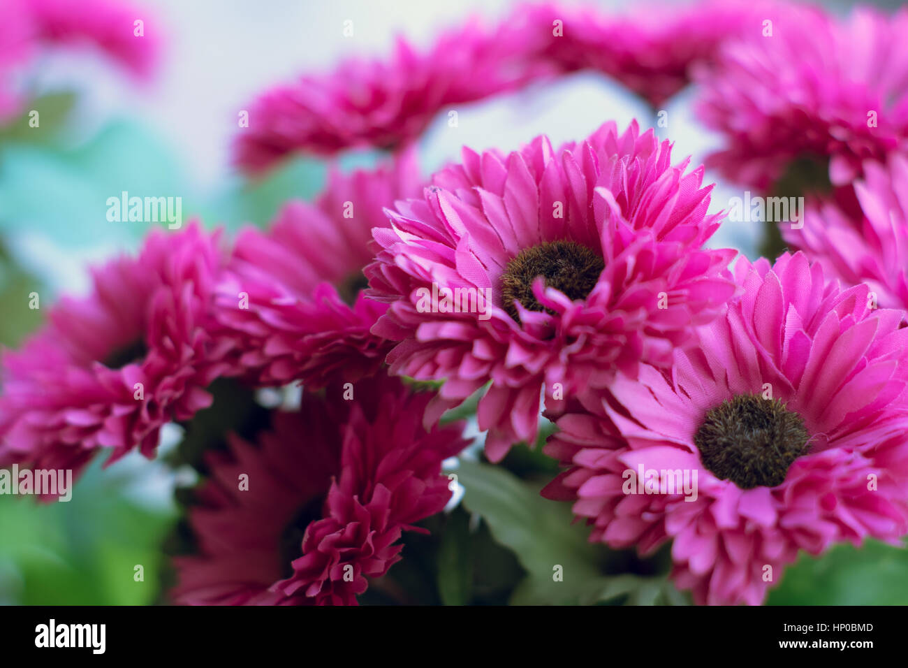Background of pink Artificial Daisy Flowers Stock Photo - Alamy