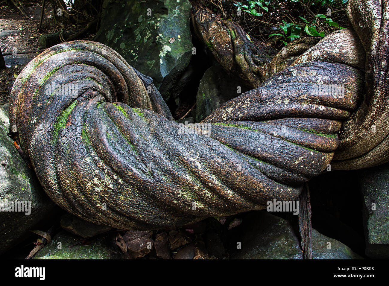 Big vine in Thailand,twisted tropical tree roots in rain forest Stock ...
