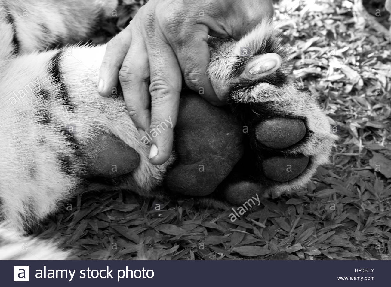 Tiger Paw Stock Photos & Tiger Paw Stock Images - Alamy